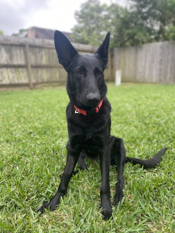 Lilly – Greater Houston German Shepherd Dog Rescue