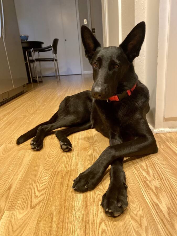 Lilly – Greater Houston German Shepherd Dog Rescue