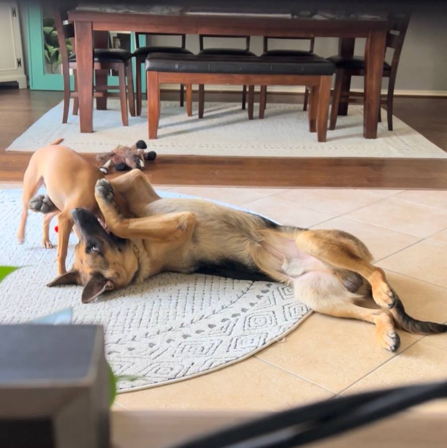 Moose – Greater Houston German Shepherd Dog Rescue