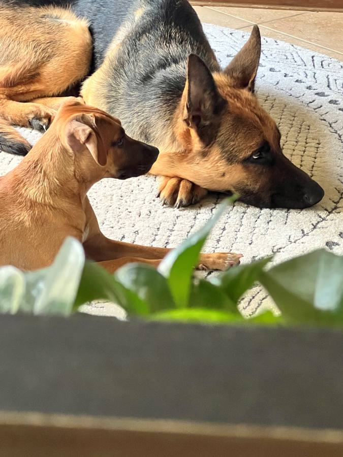 Moose – Greater Houston German Shepherd Dog Rescue
