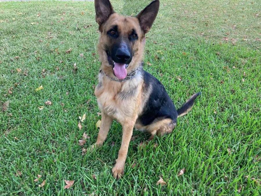 Moose – Greater Houston German Shepherd Dog Rescue