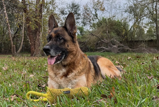 Carson – Greater Houston German Shepherd Dog Rescue