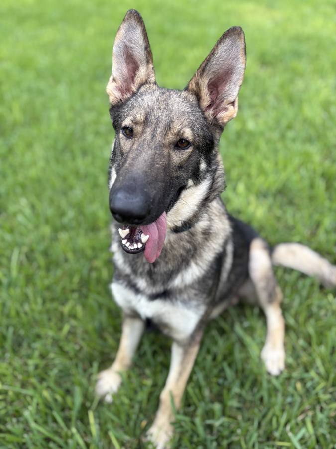 Kodi – Greater Houston German Shepherd Dog Rescue