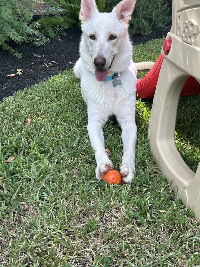 Balto – Greater Houston German Shepherd Dog Rescue