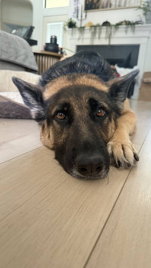 Ozzy – Greater Houston German Shepherd Dog Rescue