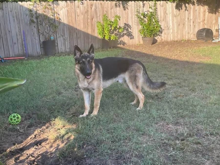 Maxx – Greater Houston German Shepherd Dog Rescue