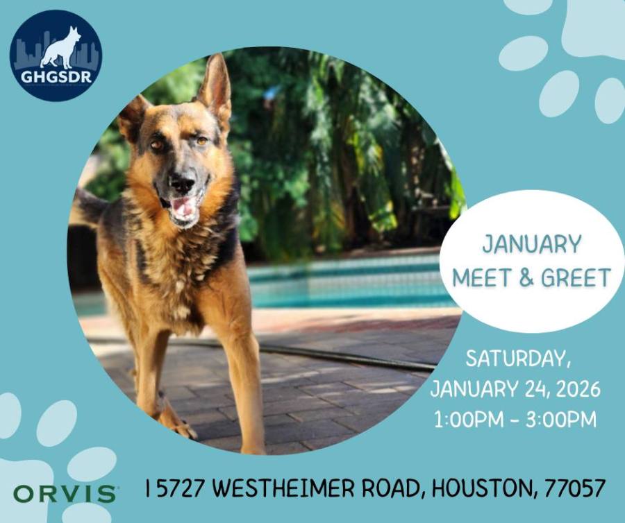 January Meet and Greet at Orvis – Greater Houston German Shepherd Dog ...